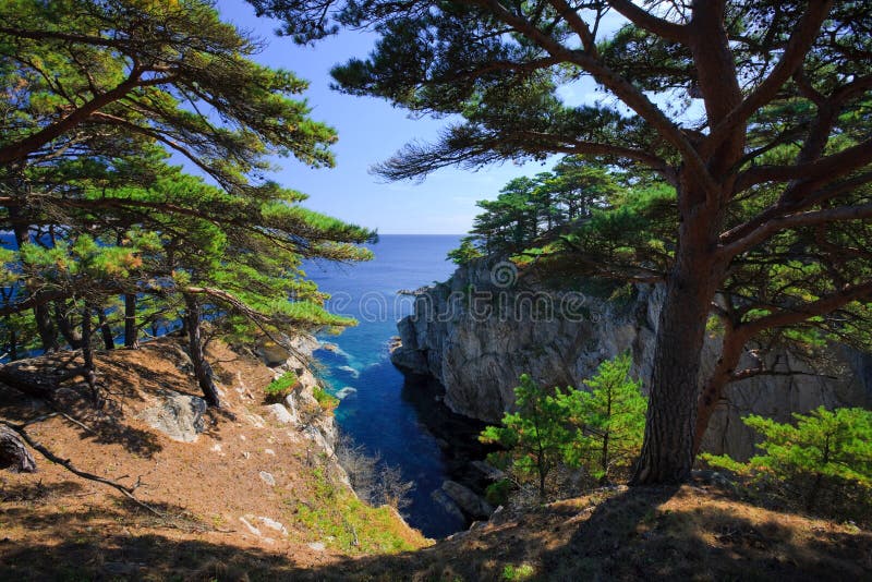 Coastline trees 21 stock photo. Image of color, outdoors - 7512428