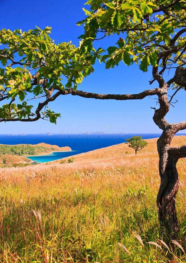 Coastline trees 26 stock image. Image of yellow, deciduous - 7522275
