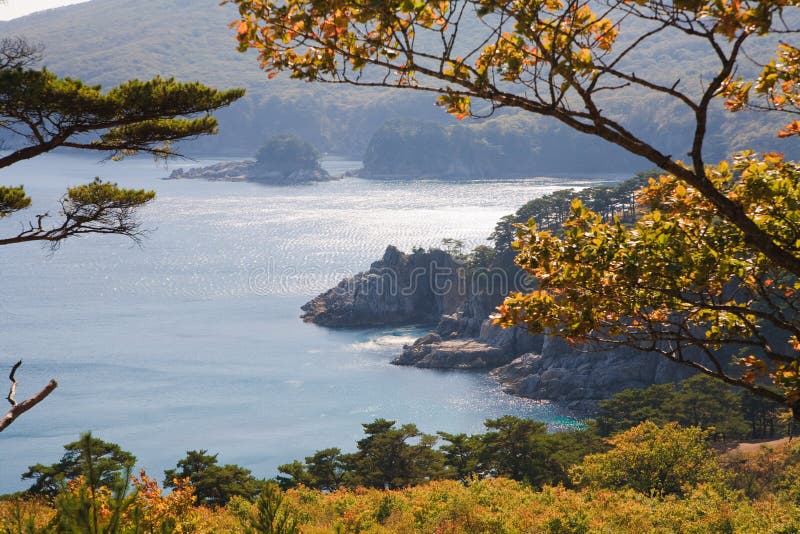 Coastline trees 4 stock photo. Image of wilderness, foliage - 7503814