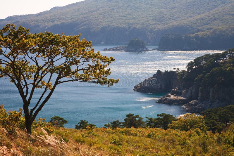 Coastline trees 5 stock photo. Image of outdoors, growth - 7503808