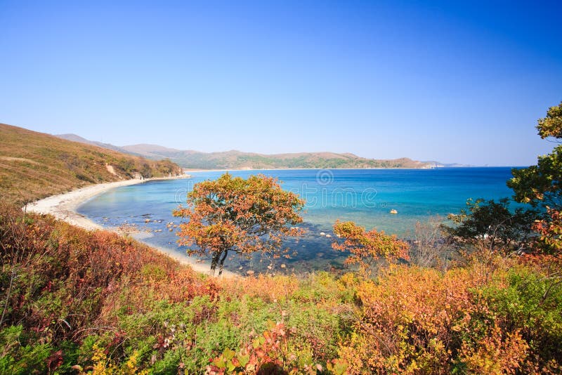 Coastline trees stock image. Image of scenics, forest - 7498971