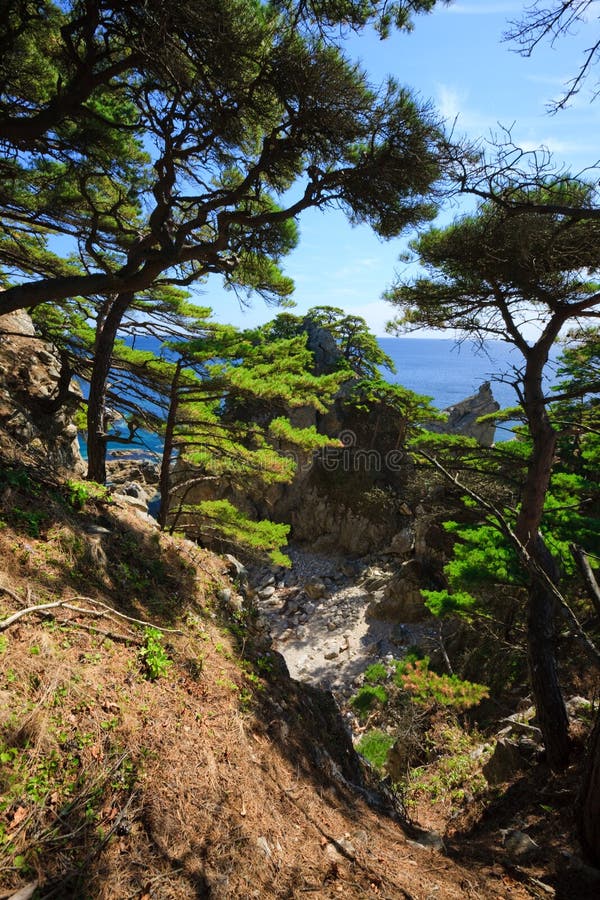 Coastline trees 9 stock image. Image of outdoors, deciduous - 7506255