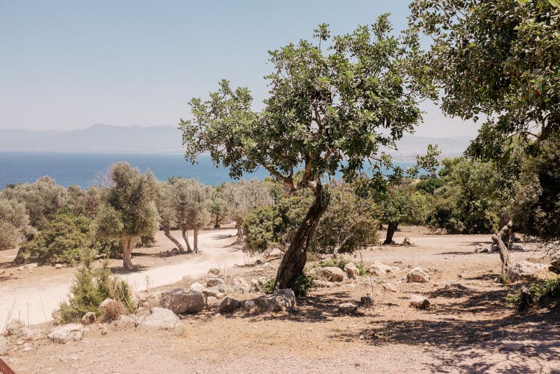 Coastline and trees Cyprus stock photo. Image of aerial - 45049260
