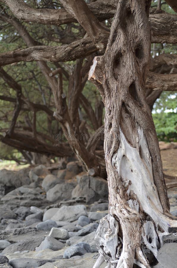 Coastline Tropics stock image. Image of coastline, unique - 140410123