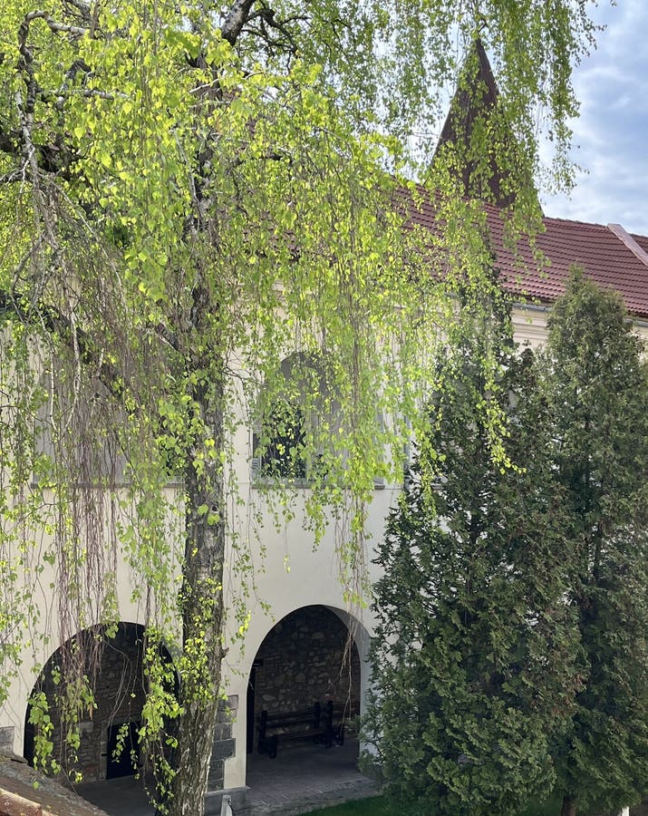 Coasy View of an Ancient Castle Shrouded in Young Birch Branches ...