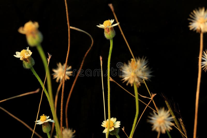 Coat Button Flower Under Warm Sunshine Stock Photo - Image of flora ...