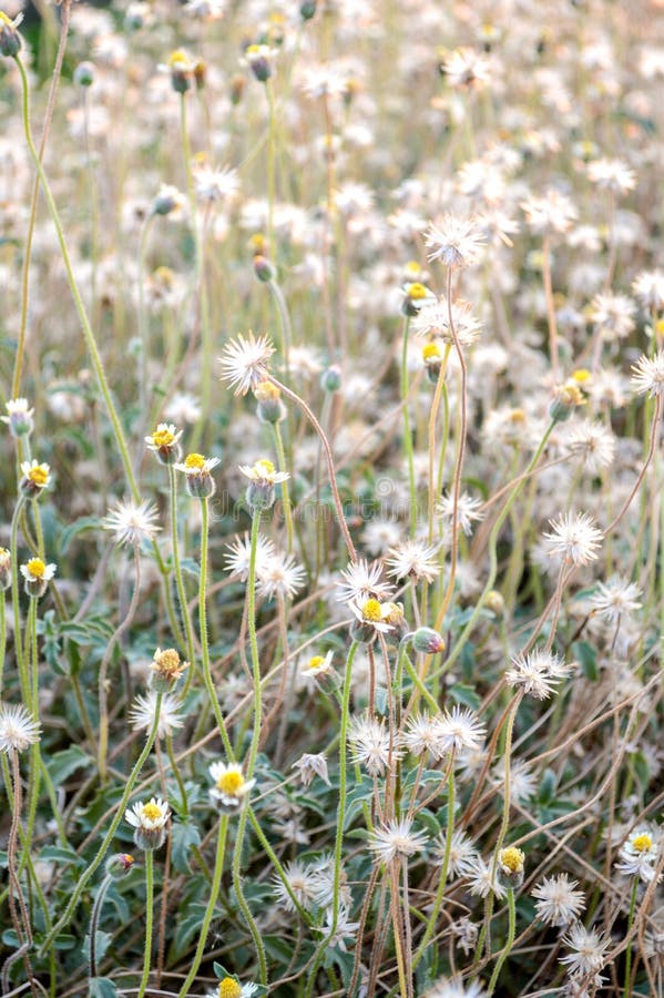 Coat buttons flower stock photo. Image of coat, garden - 47918072