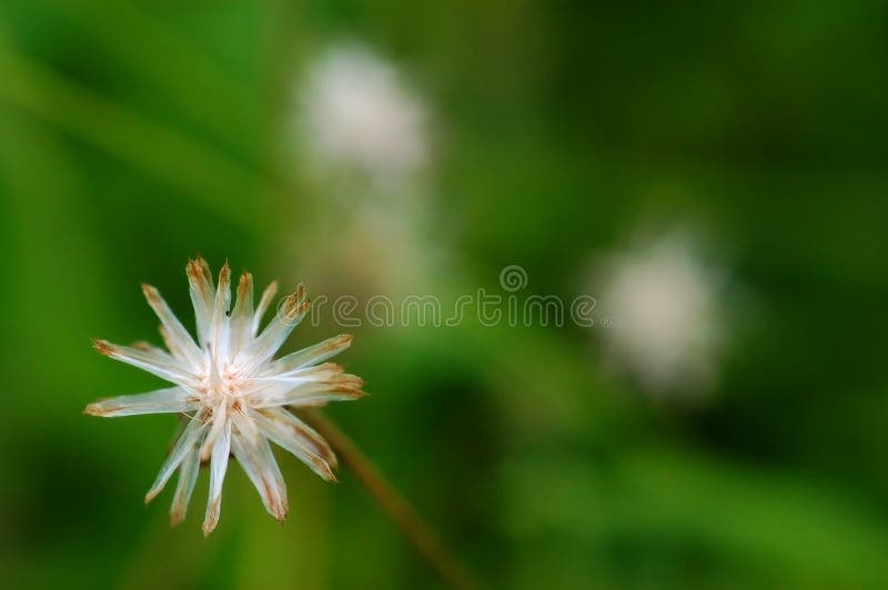 Coat buttons flower stock image. Image of green, radius - 82825483