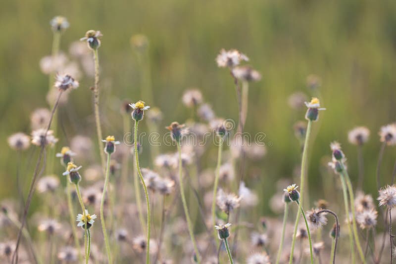 Coat Buttons, Mexican Daisy or Tridax Daisy Stock Image - Image of ...