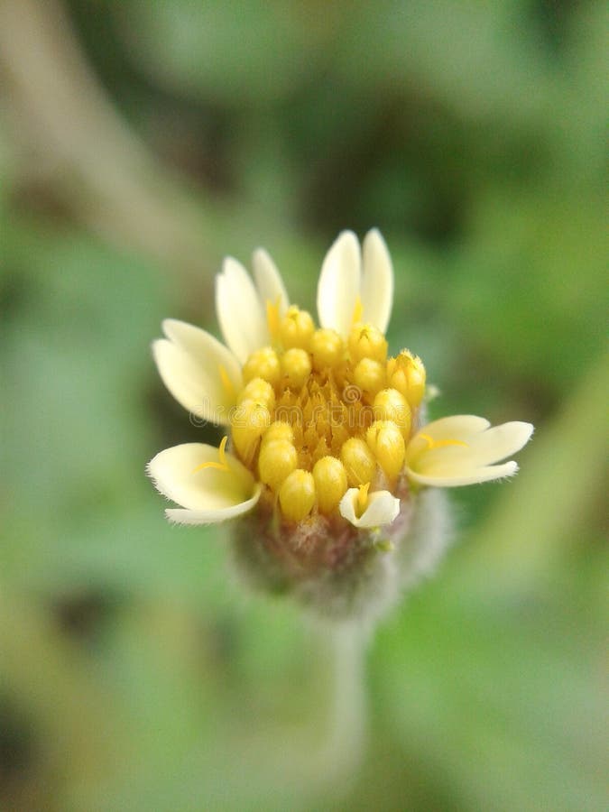 Coatbutton flower stock image. Image of flower, floral - 53666223