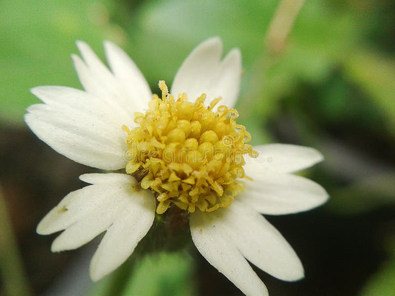 Coatbuttons flower stock image. Image of macro, floral - 53559429