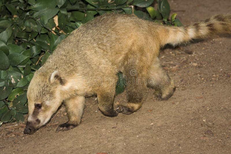 Coati stock photo. Image of crackoon, mammal, raccoon - 19748620