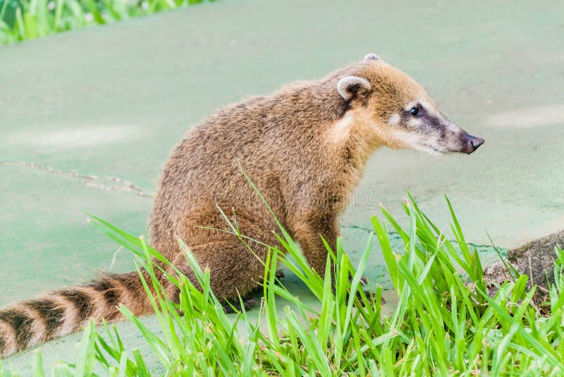 Fauna Yucatan Esotico Messico Tropicale Degli Animali Dei Coati ...