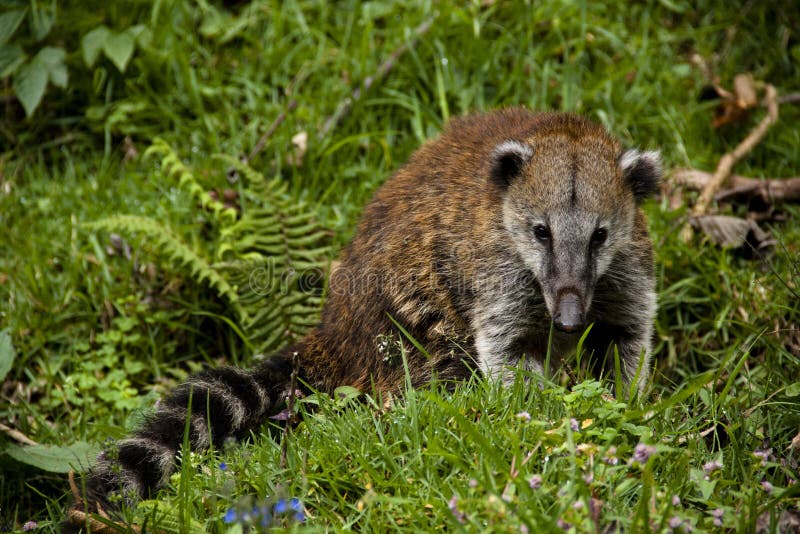 Coati stock image. Image of mammal, beautiful, tropical - 38026037