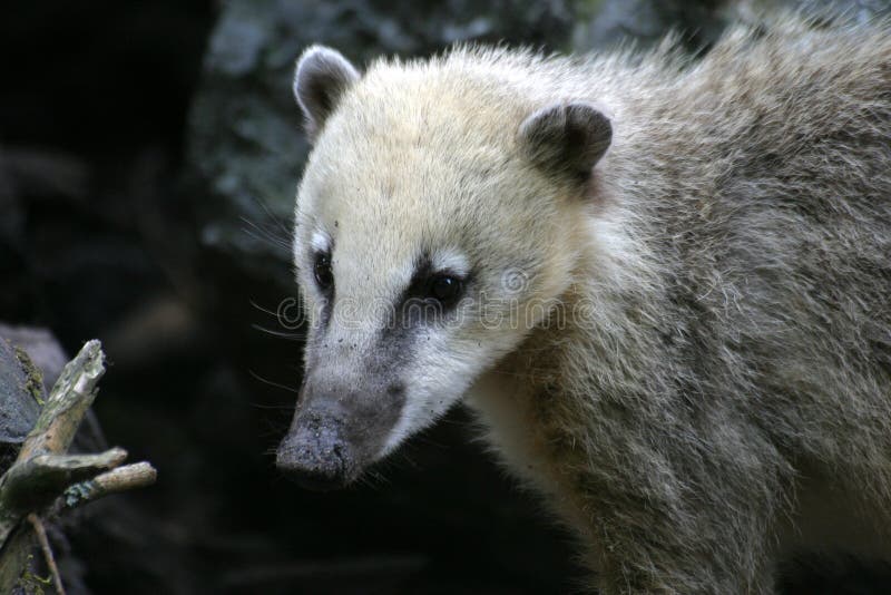 Coati stock photo. Image of crackoon, mammal, raccoon - 19748620
