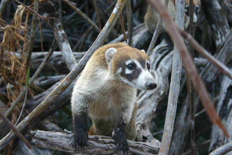 Coati stock photo. Image of mexico, resort, nature, danger - 598294