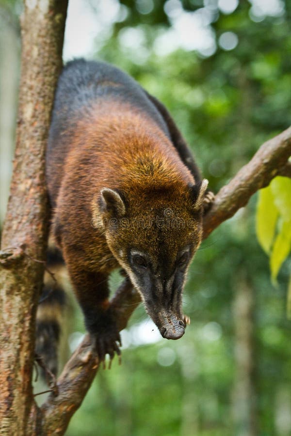 Coati in Amazon Rainforest, Yasuni National Park Stock Photo - Image of ...