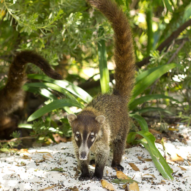 Baby Coati Following Mom stock image. Image of nasua - 25921047