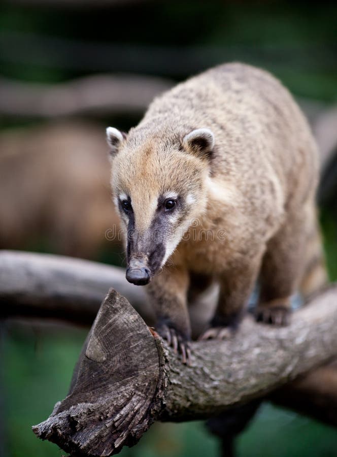 Coatis Animaux Faune Exotique Yucatán Tropical Mexique Photo stock ...