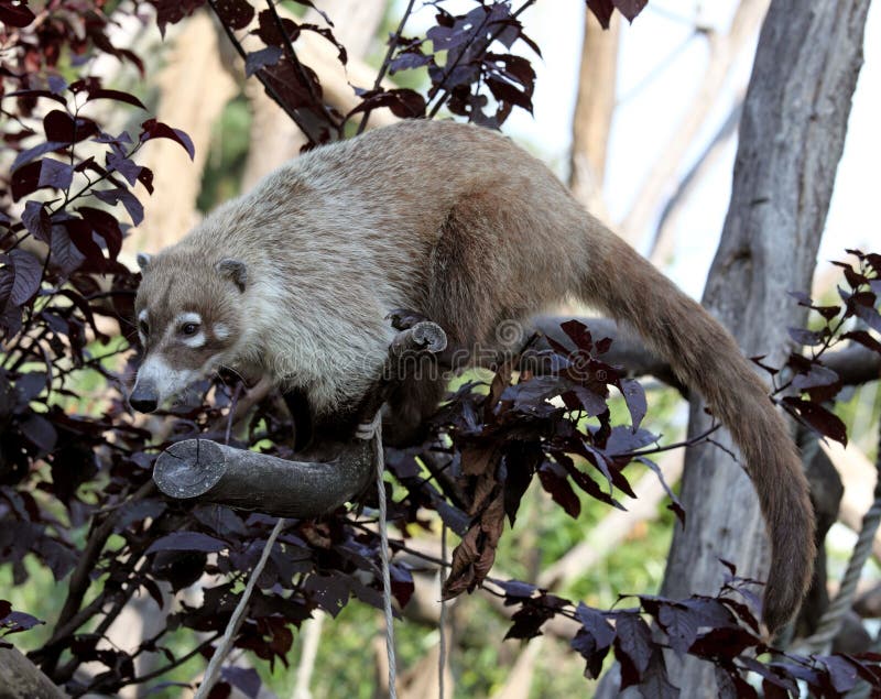 El Coati O El Coatimundi Blanco-sospechado En La Hierba Verde Con El ...