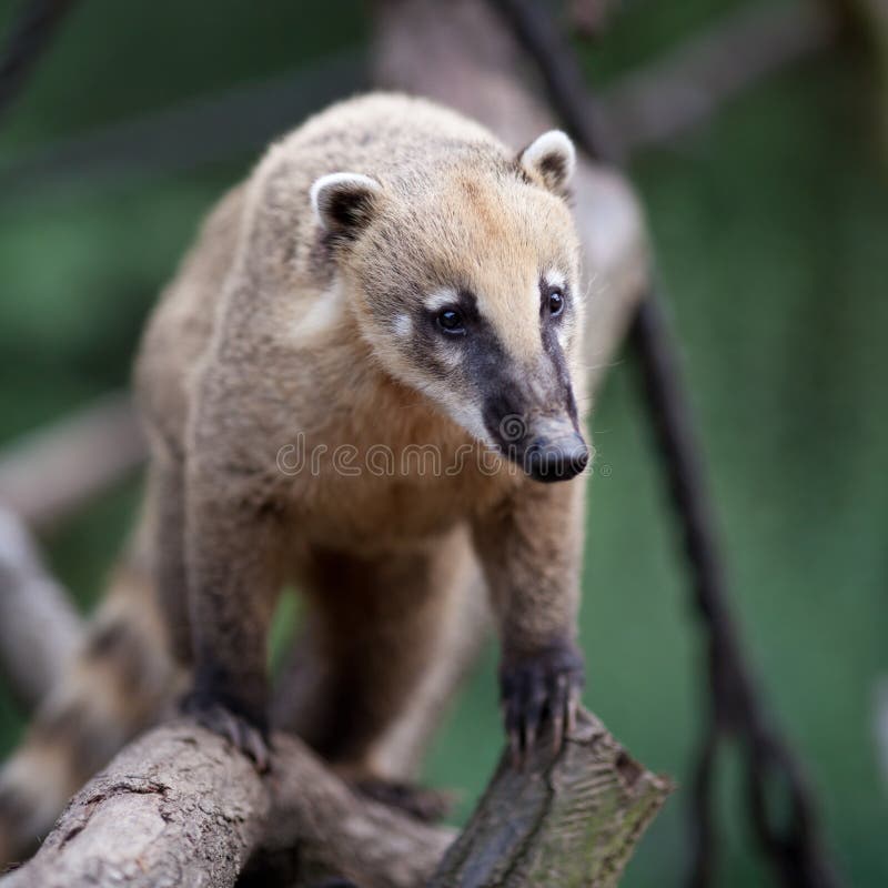 Coati Blanco-olfateado foto de archivo. Imagen de escalada - 20163292