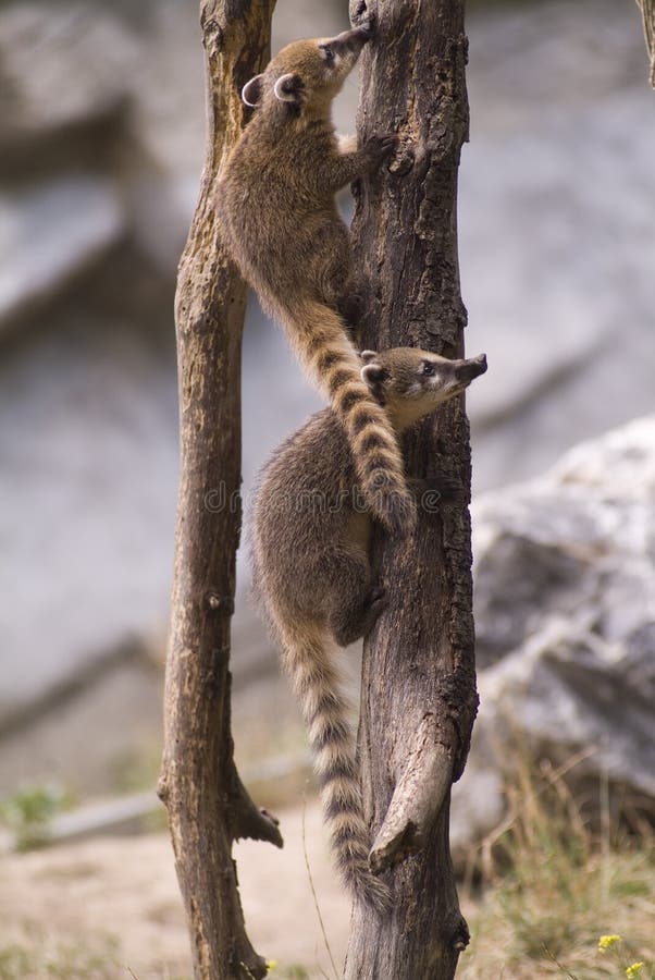 Coati Blanco-olfateado imagen de archivo. Imagen de tronco - 3720629