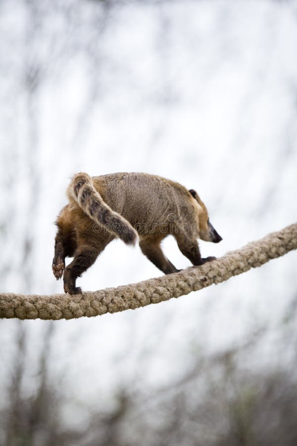Coati Blanco-olfateado Muy Lindo Foto de archivo - Imagen de macro ...