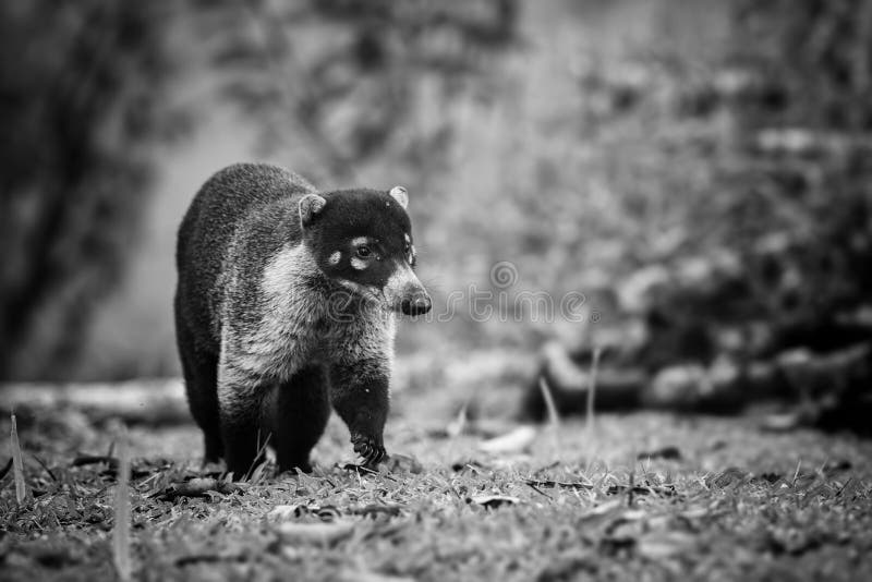 Coati Blanco-sospechado - Narica Del Nasua Foto de archivo - Imagen de ...