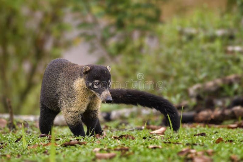 Coati Blanco-sospechado - Narica Del Nasua Foto de archivo - Imagen de ...