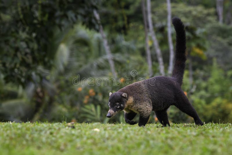 Coati Blanco-sospechado - Narica Del Nasua Foto de archivo - Imagen de ...