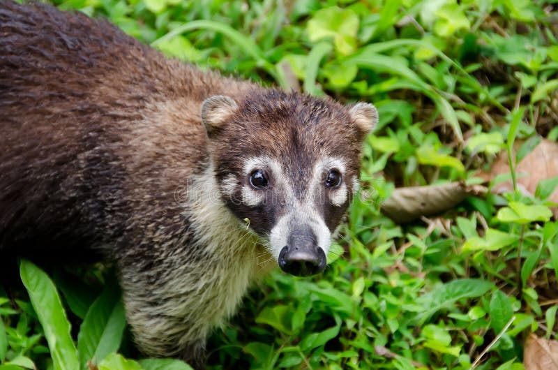Coati O Coatimundi, Nasua Nasua, Adulto Encaramado En El árbol ...