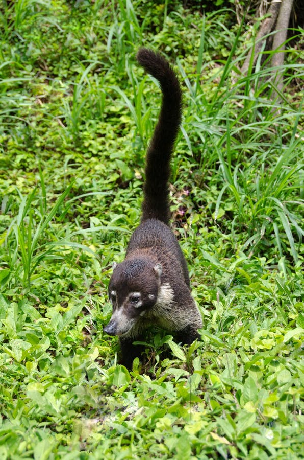 Coati Blanco-olfateado (narica Del Nasua) Foto de archivo - Imagen de ...