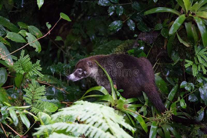 Coati Blanco-sospechado Salvaje En Selva Tropical Foto de archivo ...