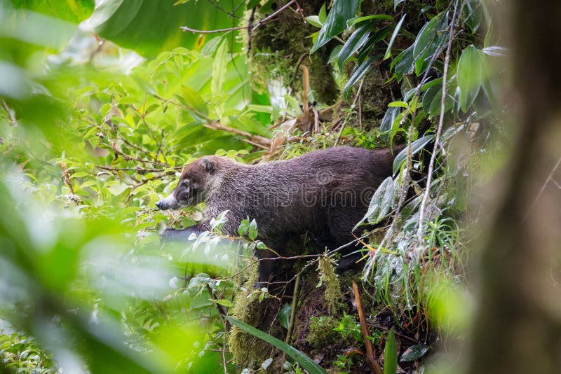 Coati Blanco-sospechado Salvaje En Selva Tropical Foto de archivo ...