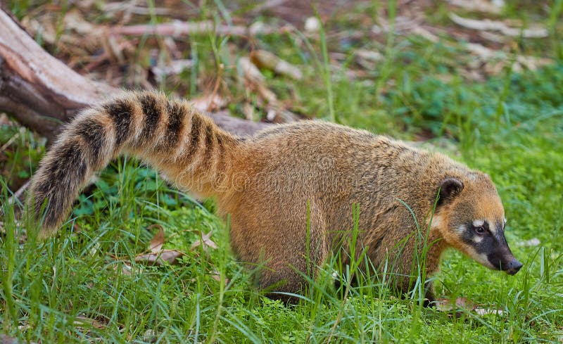 Brown Coati in the Tropical Rainforest Stock Photo - Image of rica ...