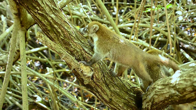 White-nosed Coati Chasing Capuchin Monkey through Mangrove Forest ...