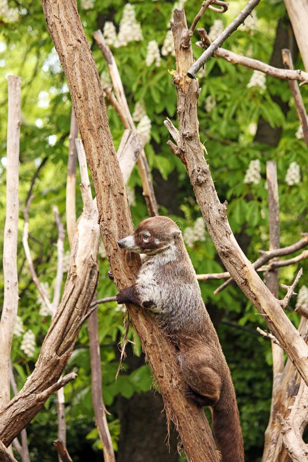 Coati Climbing Down a Palm Tree Stock Image - Image of nose, animal ...