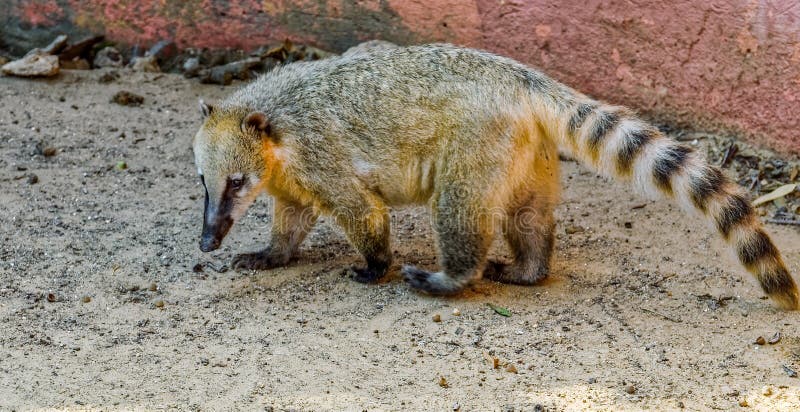 Coati stock image. Image of exotic, head, nasua, ringtailed - 53481269