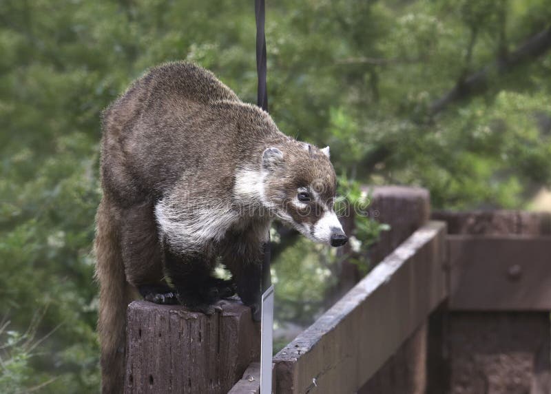 Coati Raiding Some Bird Feeders Stock Photo - Image of claws, dark ...
