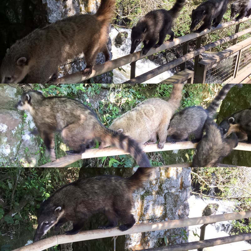 Coati Collage foto de archivo. Imagen de mapache, lindo - 86545690