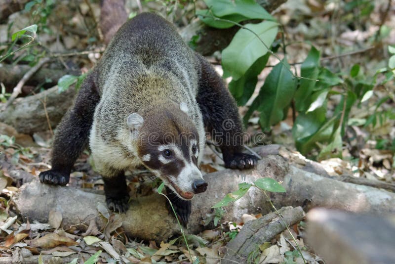 Coati in Costa Rica stock image. Image of mammal, head - 62209191