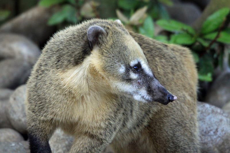 Faune Yucatan Exotique Mexique Tropical D'animaux De Coati Photo stock ...