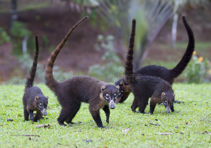 Coati-Mundi Group on the Grass in Costa Rica Stock Image - Image of ...