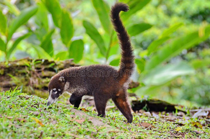 Coati Nasua-narica stock afbeelding. Image of rica, bruin - 113813925