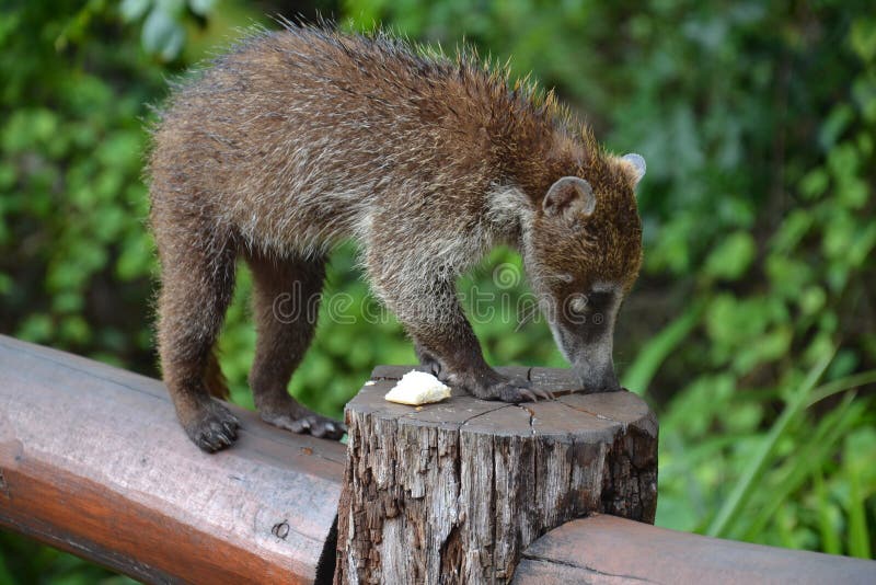 Coatis Animaux Faune Exotique Yucatán Tropical Mexique Photo stock ...