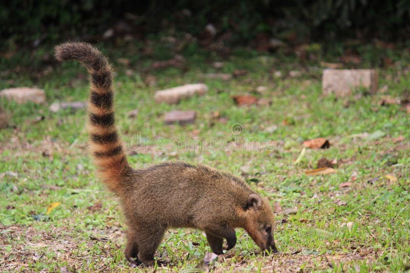 Coati nel parco di Iguazu immagine stock. Immagine di folto - 60686083