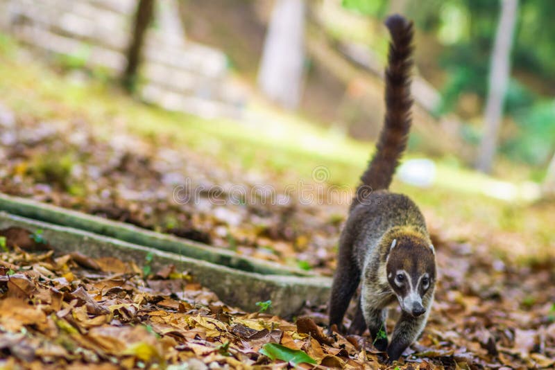 Coati in the Rain Forest of National Park Tikal in Guatemala Stock ...