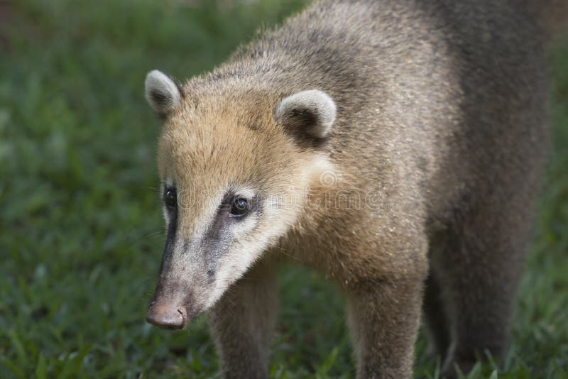 Coati stock image. Image of raccoon, coati, gatosolos - 73675093