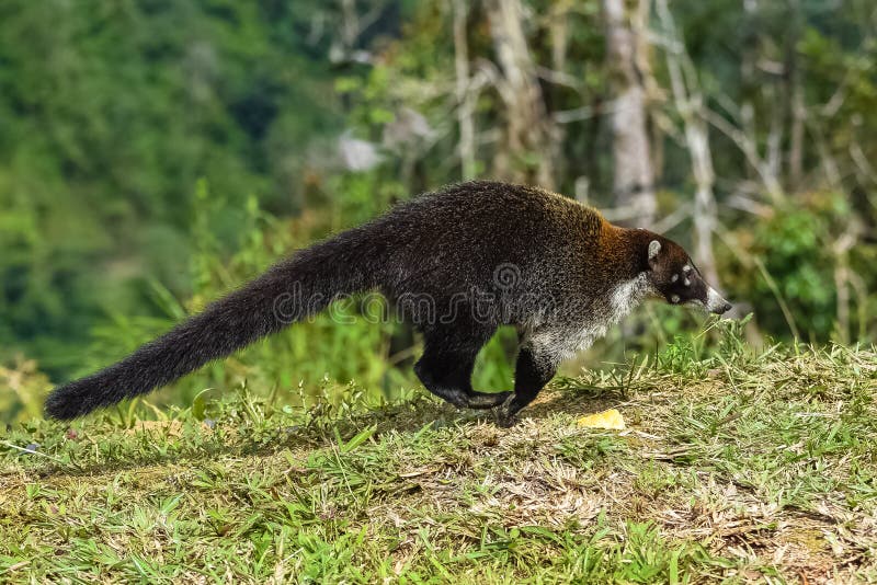 A coati running stock image. Image of environment, adorable - 140617091