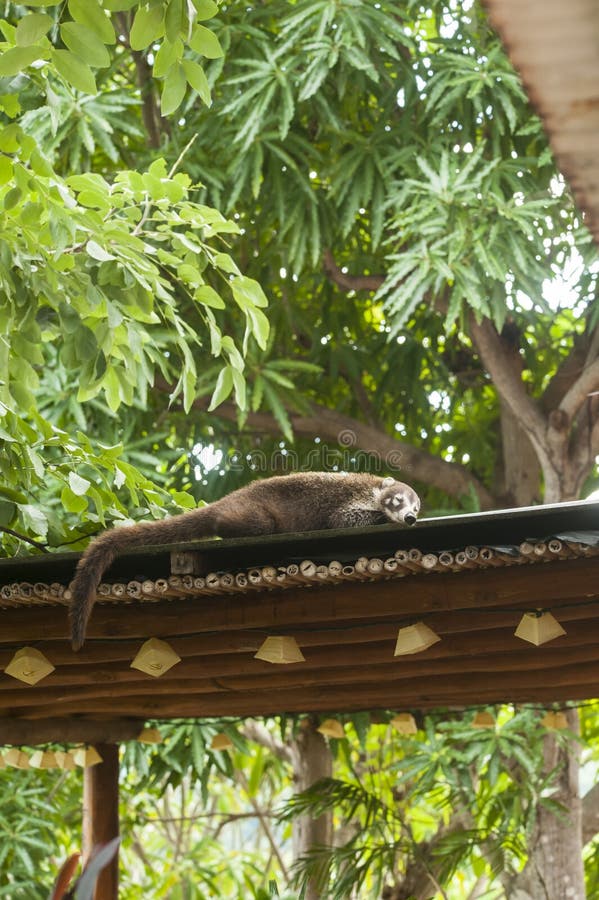 Coati Sleeping on Roof stock photo. Image of america - 93068182